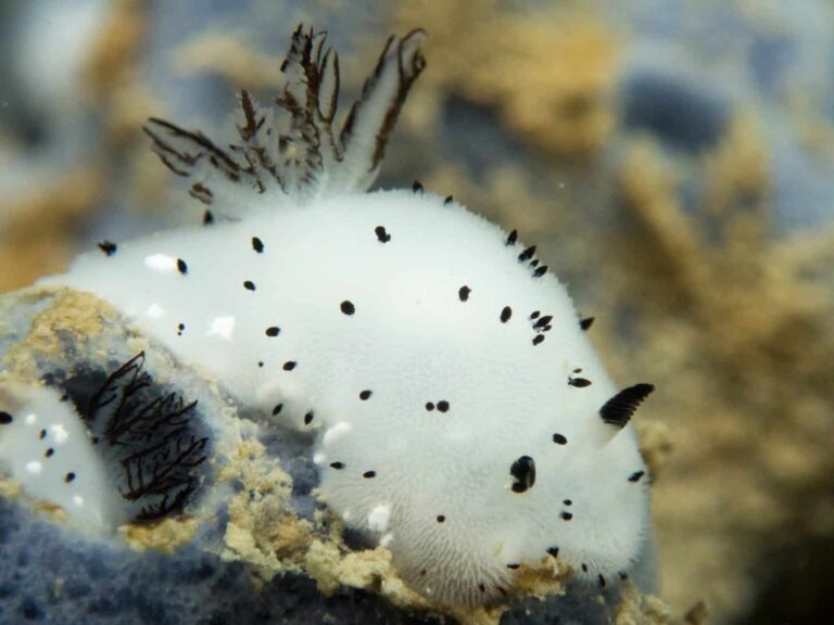 Sea Bunny: The Cutest Sea Slug in the Andaman Sea